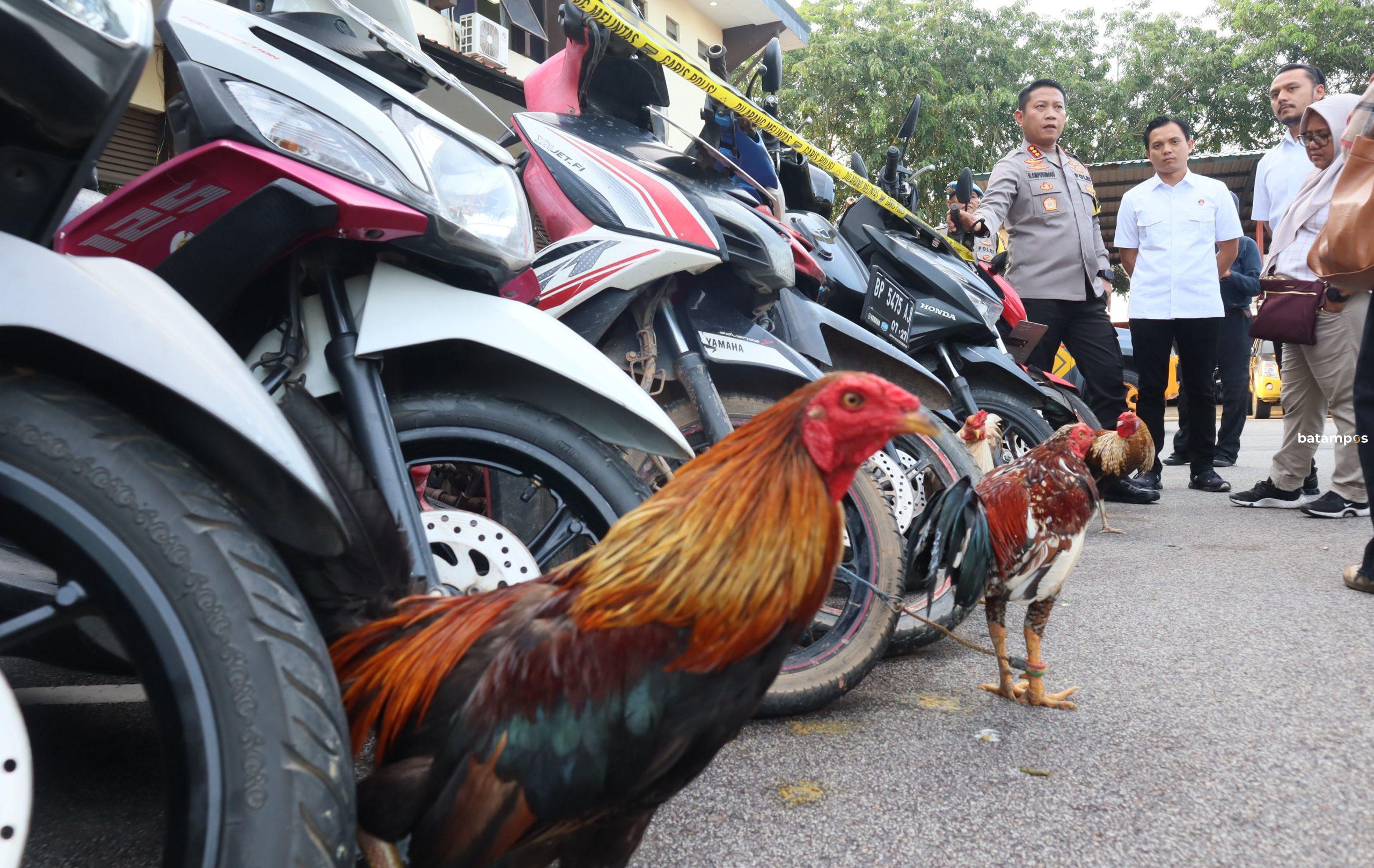 Polisi Gerebek Arena Judi Dadu dan Sabung Ayam, 7 Orang Ditangkap, 85 ...